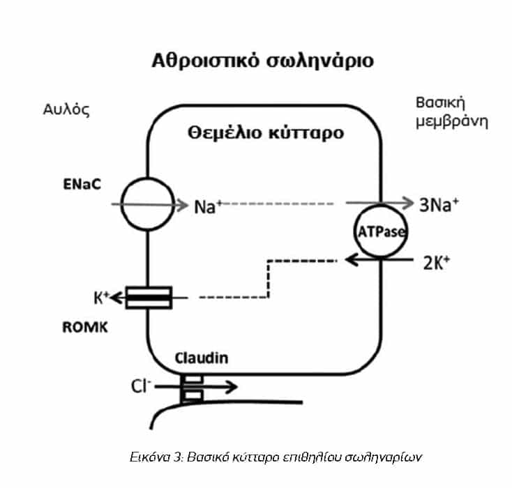 Σύστημα Ρενίνης – Αγγειοτενσίνης - Αλδοστερόνης - Current Medical Journal